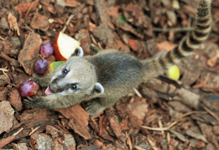 Animal parecido al mapache | Actualizado mayo 2026